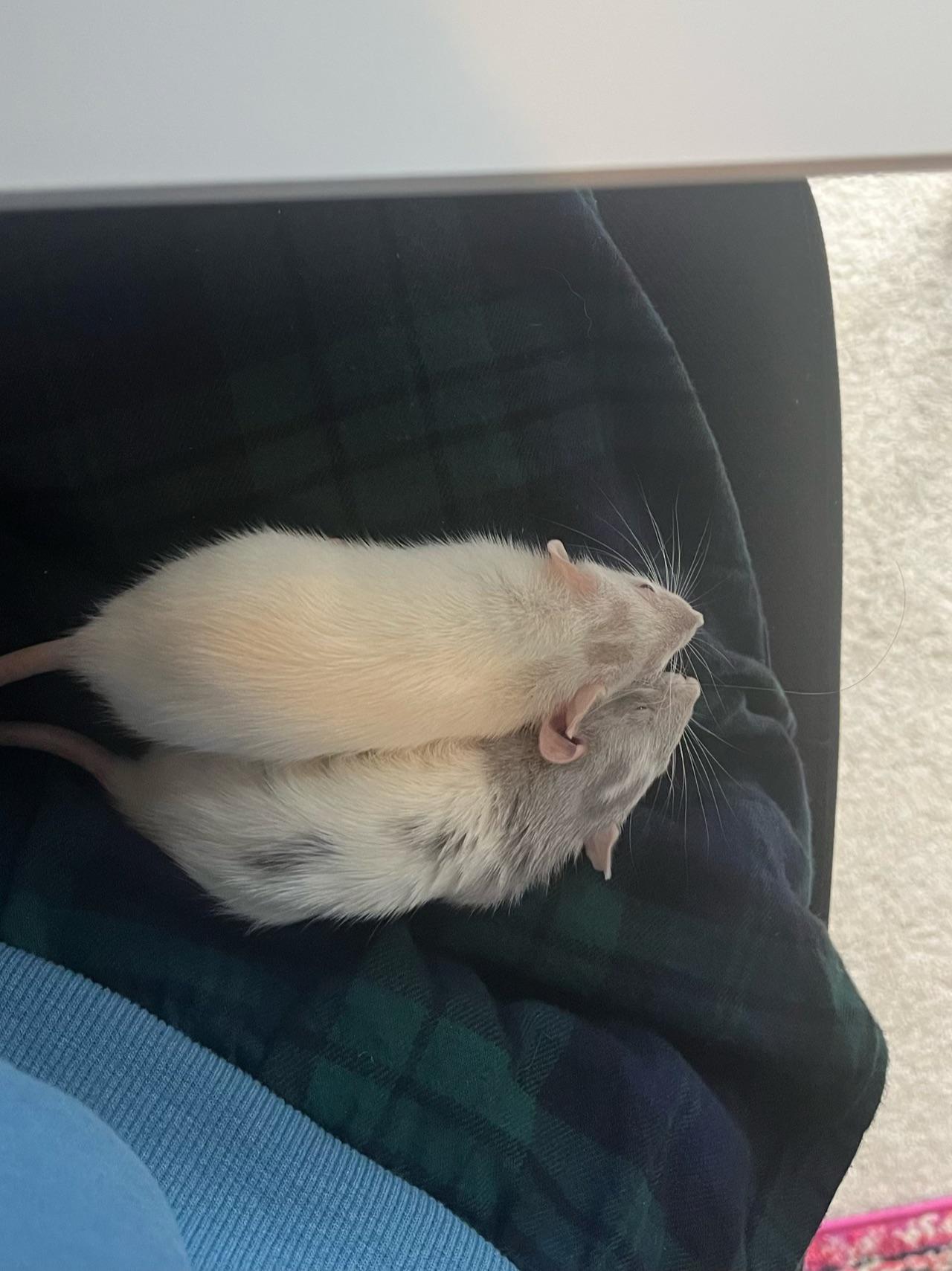 Po napping with her sister, Pearl :) | Scrolller