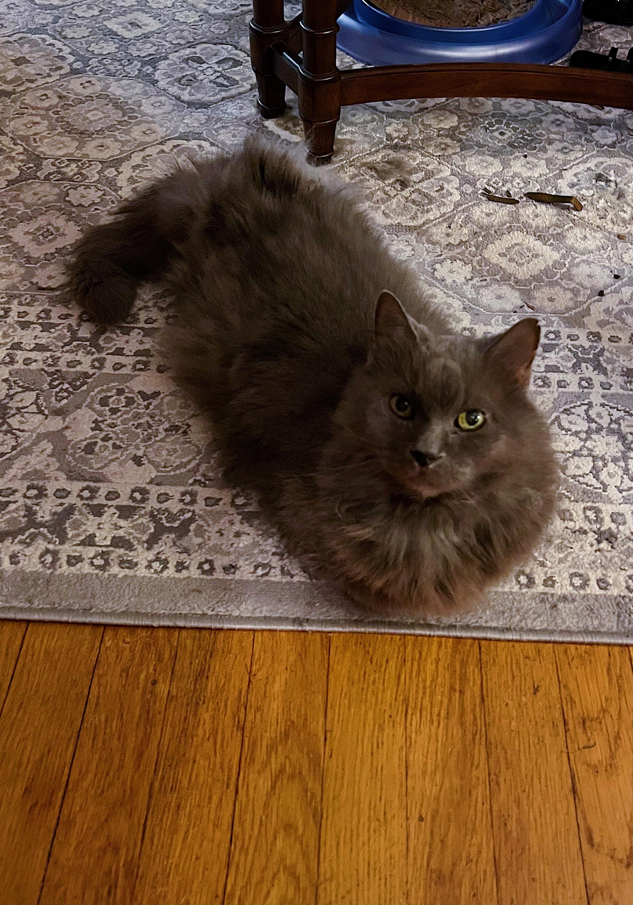 Meet Smokey the loaf | Scrolller