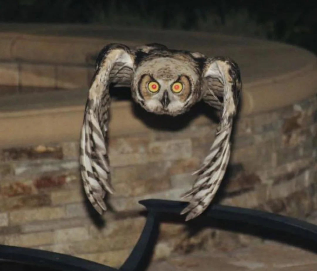 Discover more like Owls: Look what the security cam caught and Related Content | Scrolller