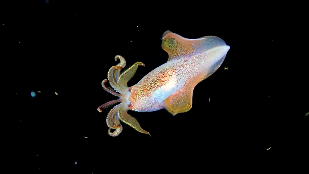 Inshore squid | Scrolller