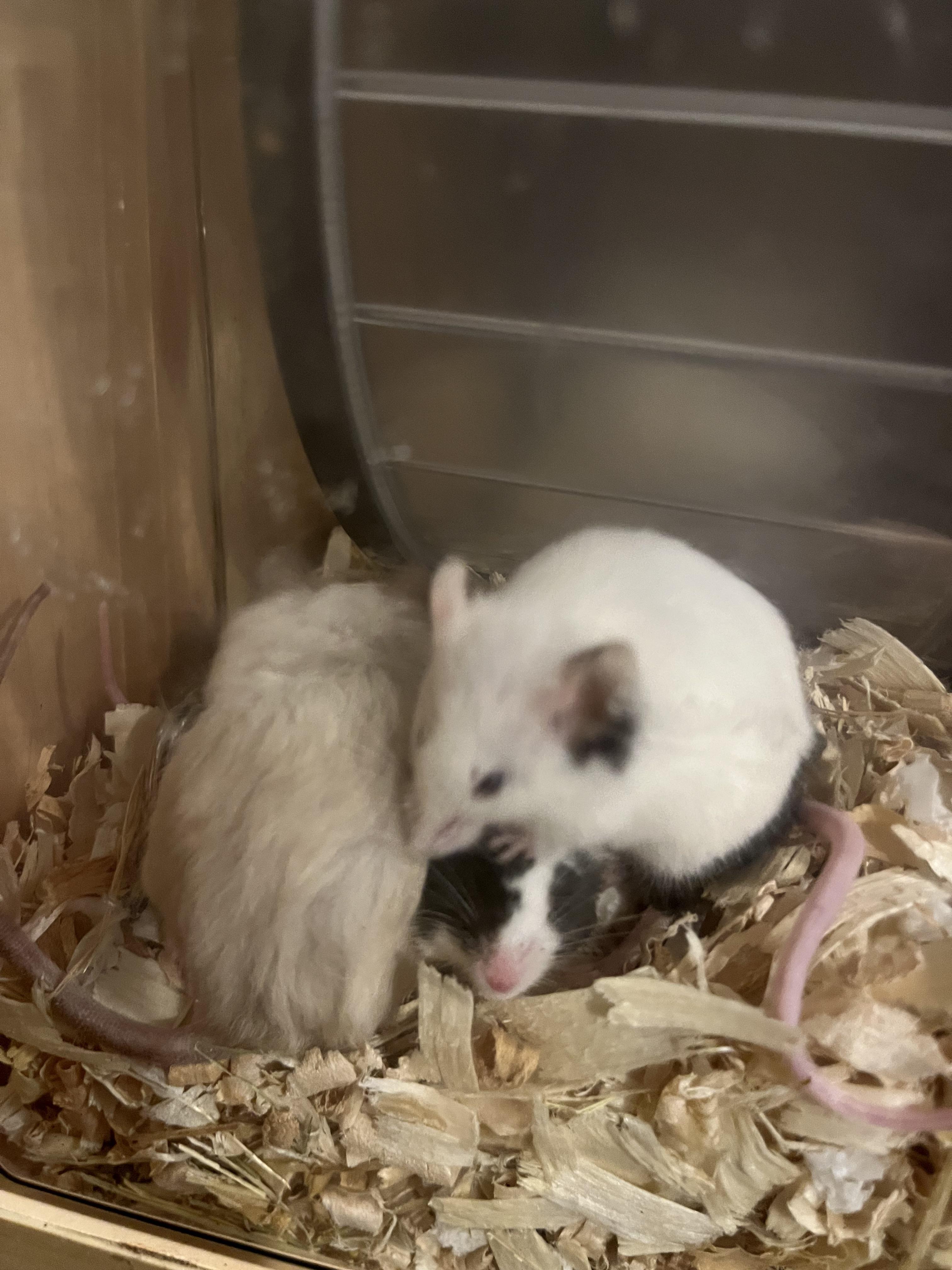 The friend pile | Scrolller