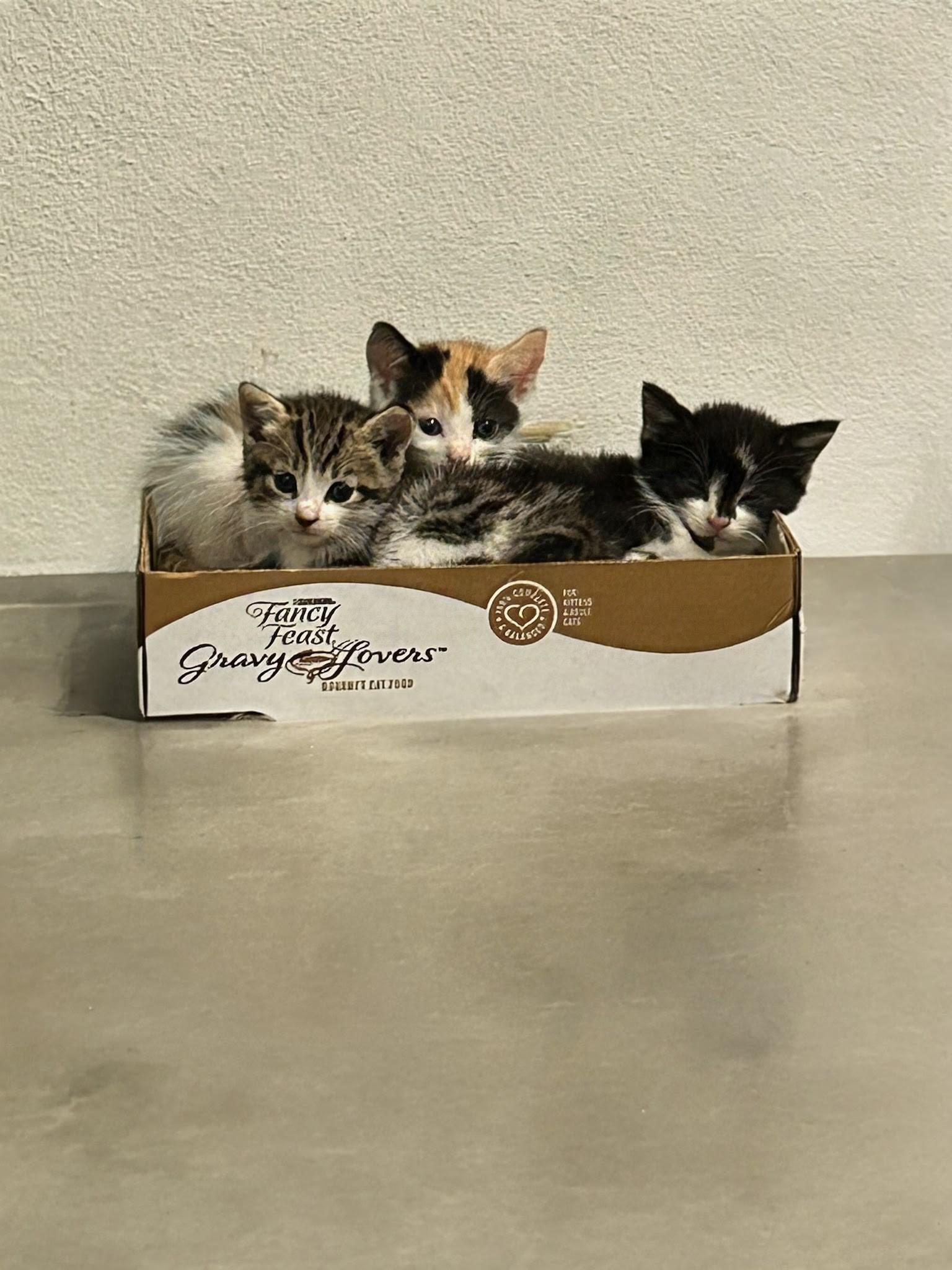 Cat distribution putting in work! | Scrolller