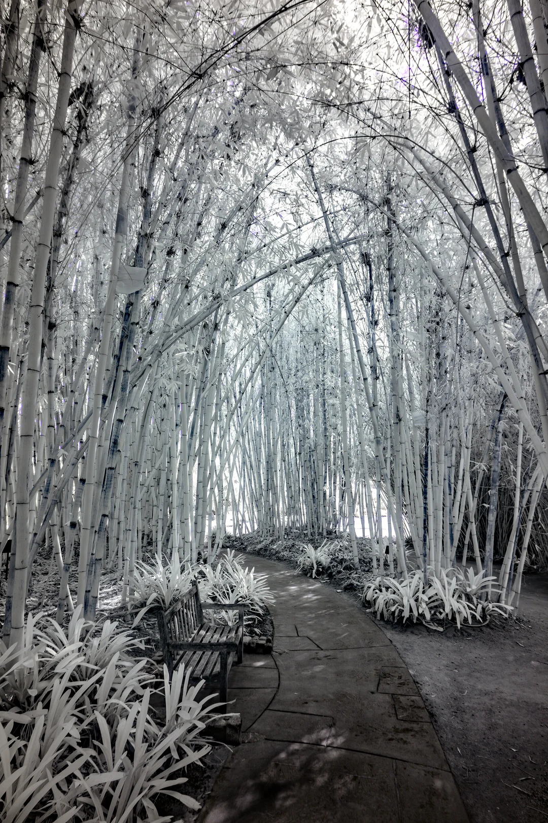 Discover more like InfraredPorn: Bamboo Forest and Related Content | Scrolller