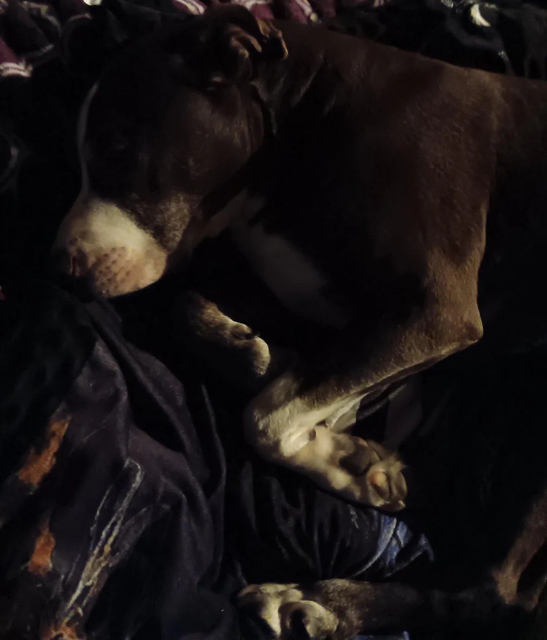 Athena sleeping | Scrolller