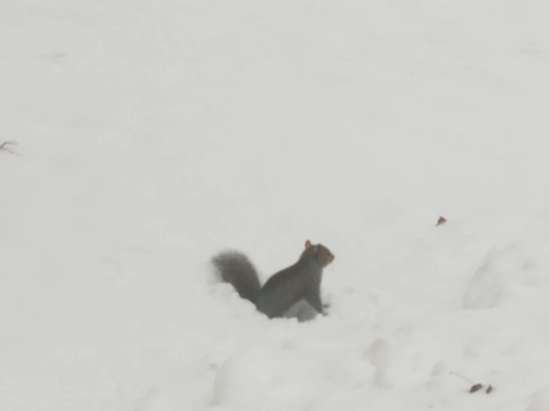 Snow Squirrel | Scrolller