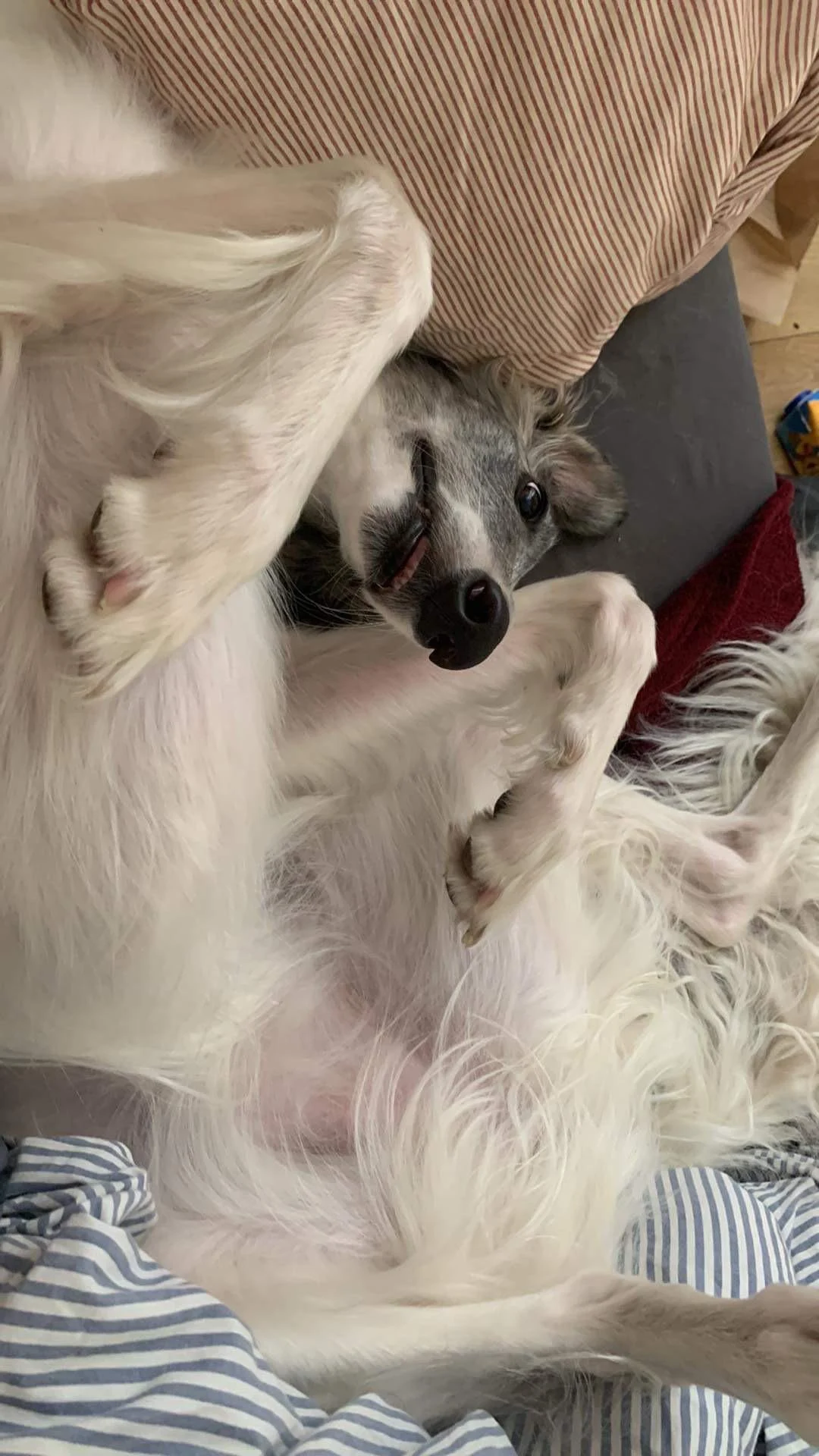 She has noodle bones | Scrolller