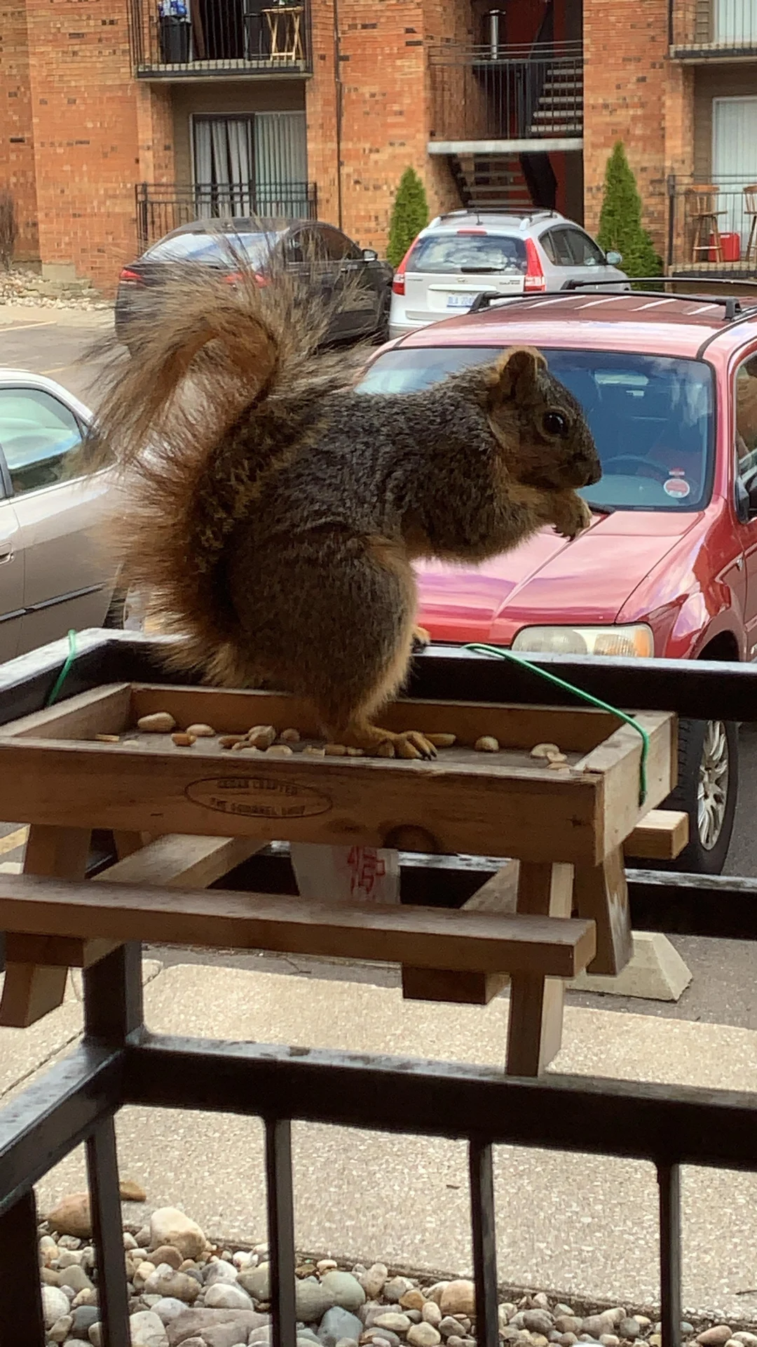 This is A chonky boi. | Scrolller