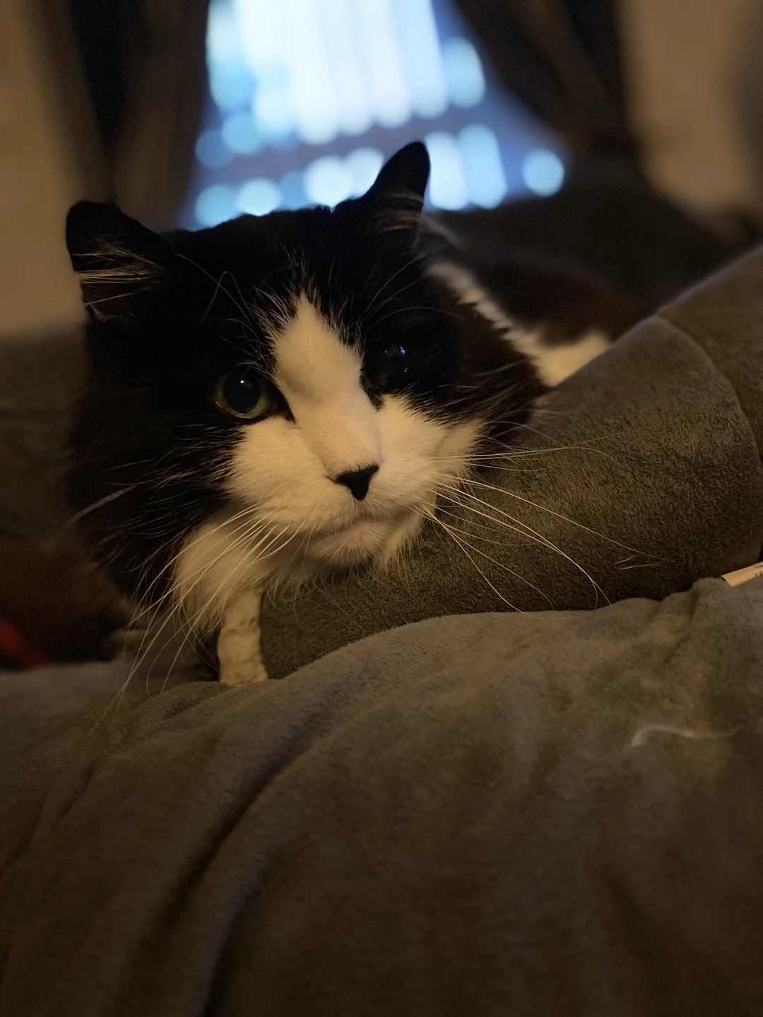 Bert is a handsome old boy | Scrolller