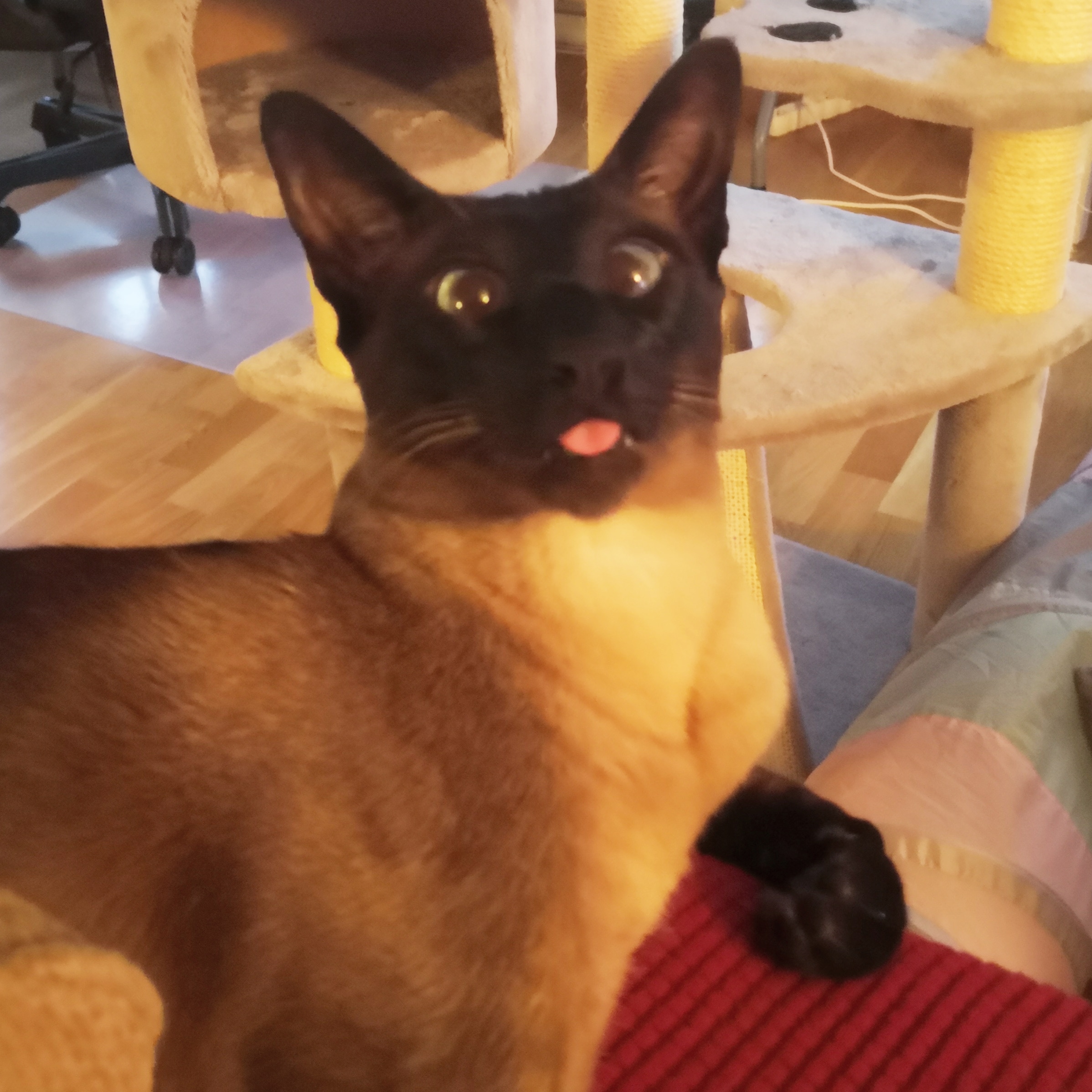 Blep | Scrolller