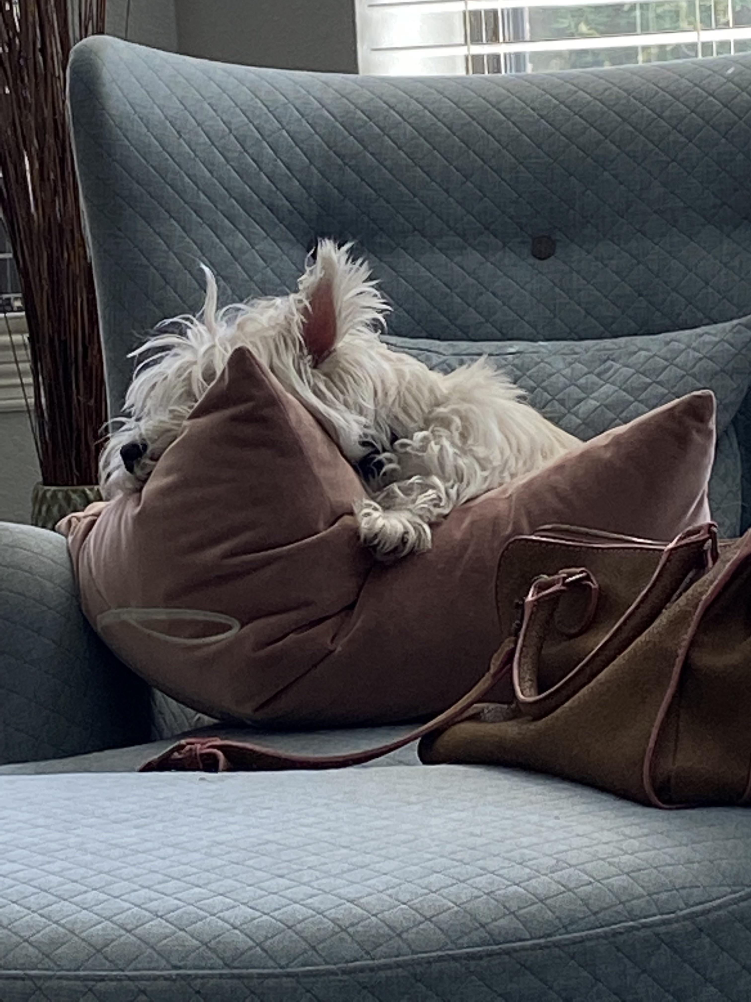 Ruff day (OC) | Scrolller