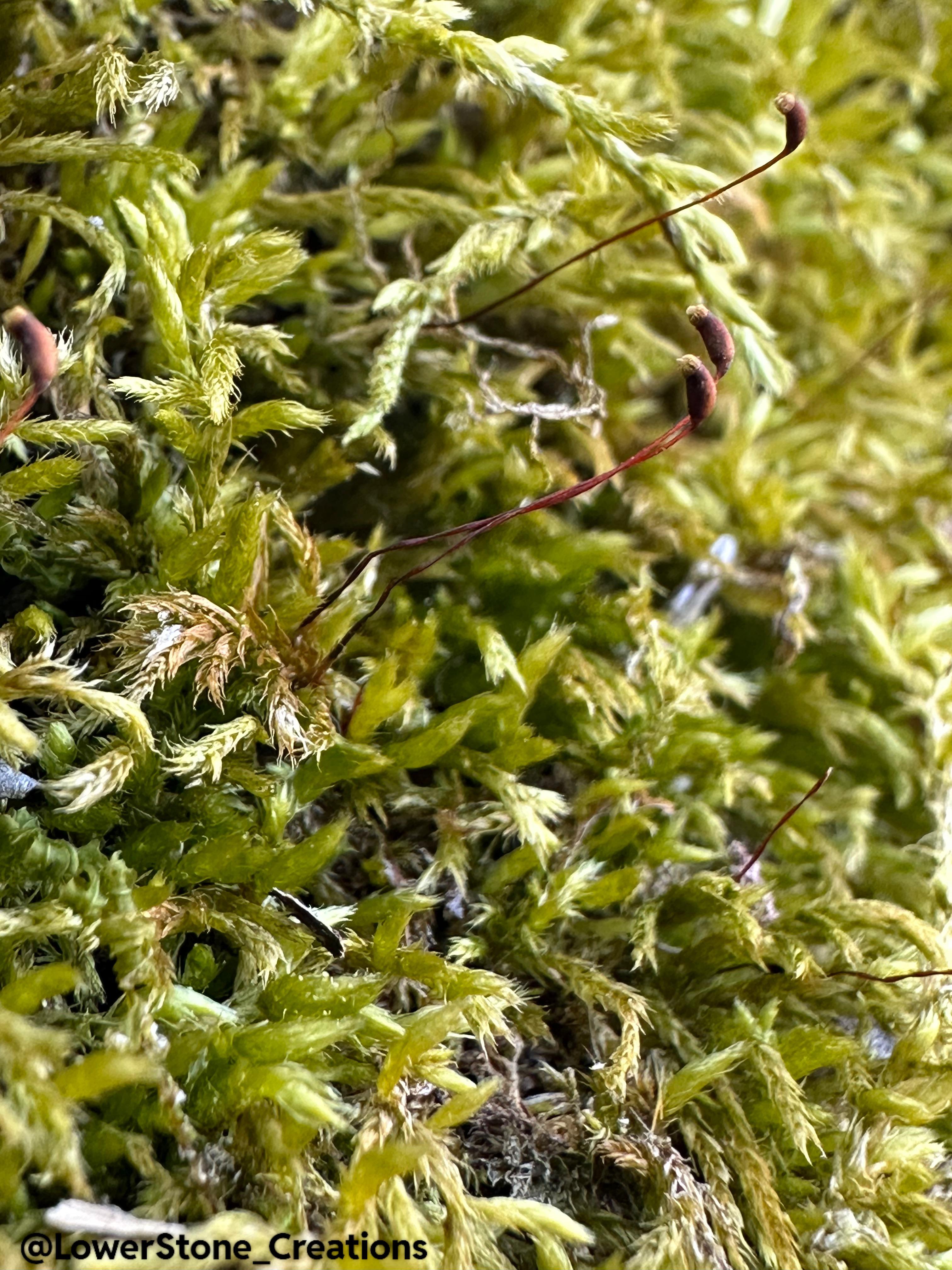 Moss on a log | Scrolller