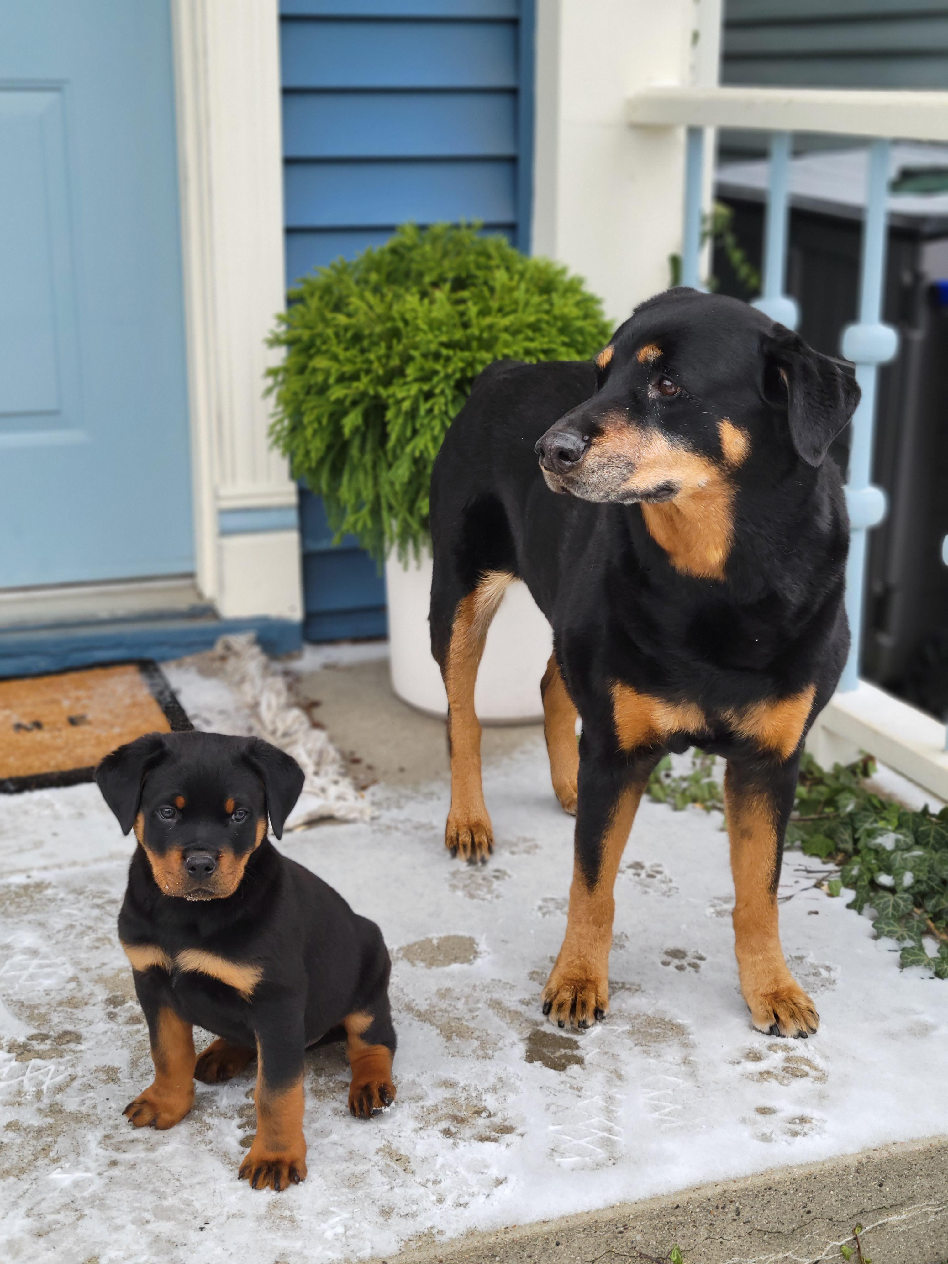 Dr. Evil and Mini Me (Curious Ted) | Scrolller