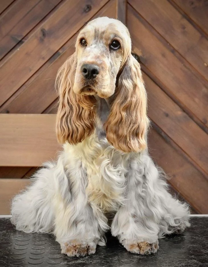 This Cute Cocker Spaniel 🐶 | Scrolller