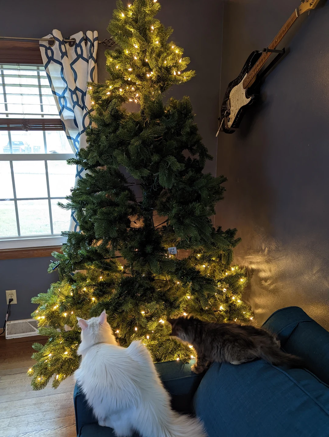 Tree troubleshooting | Scrolller