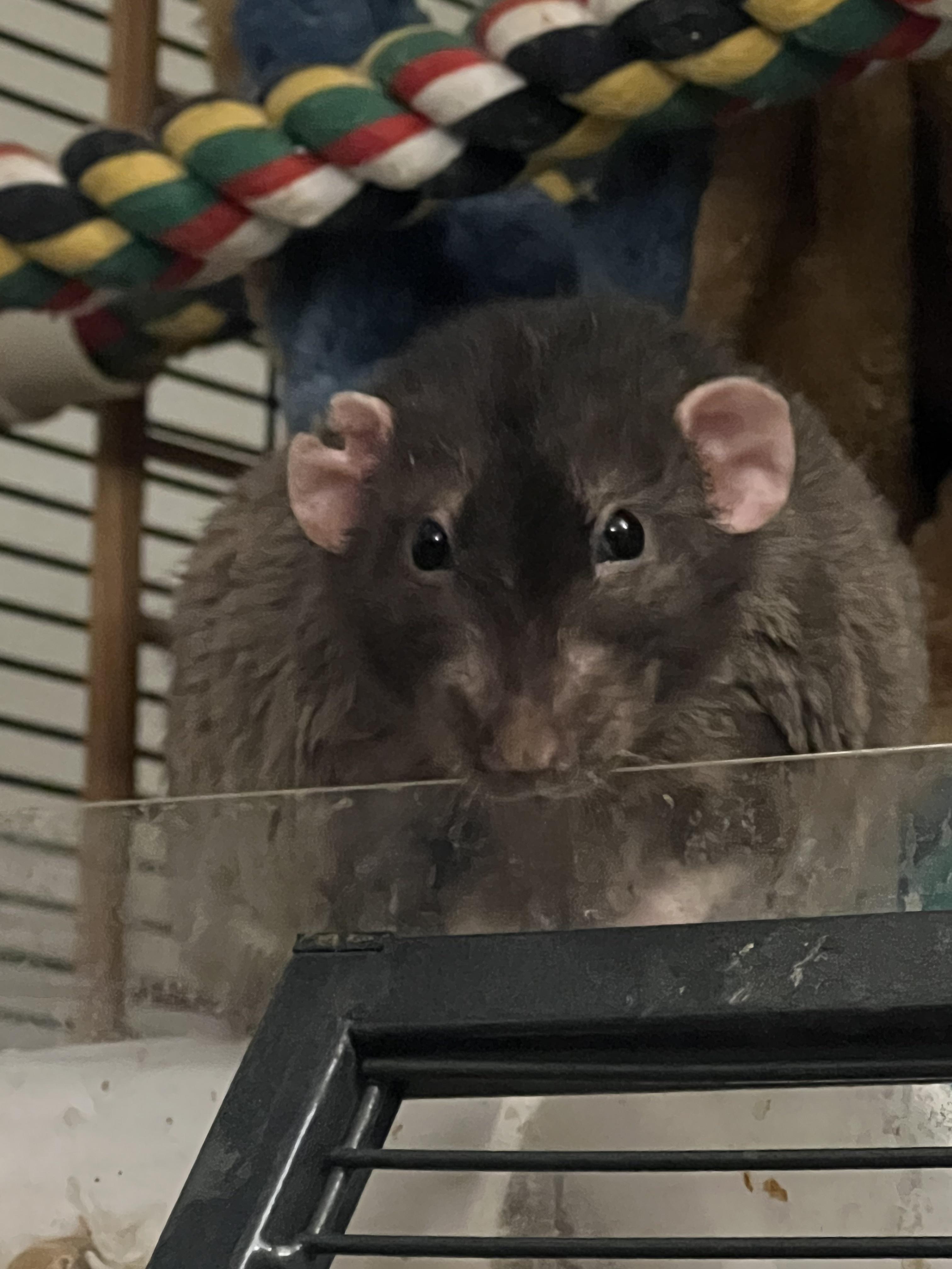 What is he plotting? | Scrolller