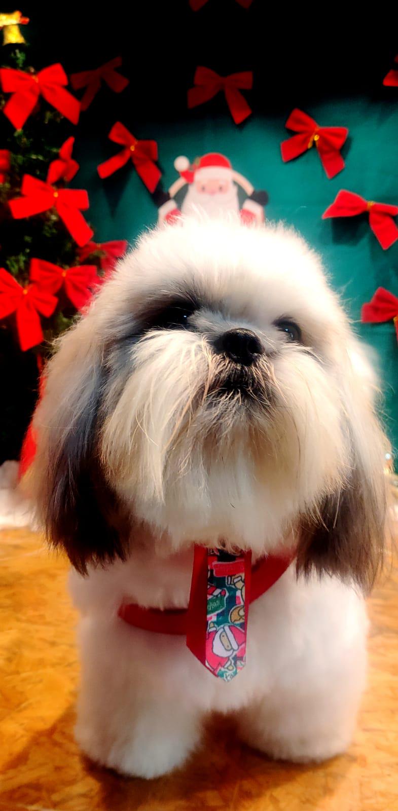 My Cheetos is currently in a teenage rebel phase | Scrolller