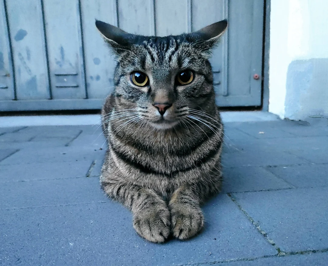 Loafing (oc) | Scrolller