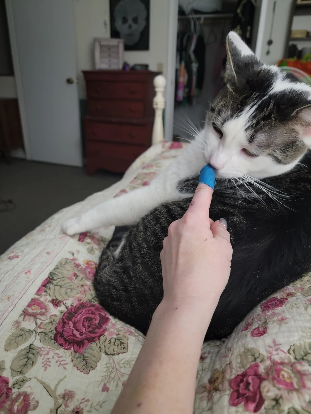 Max and a bandaid...hes chewing on it lol | Scrolller