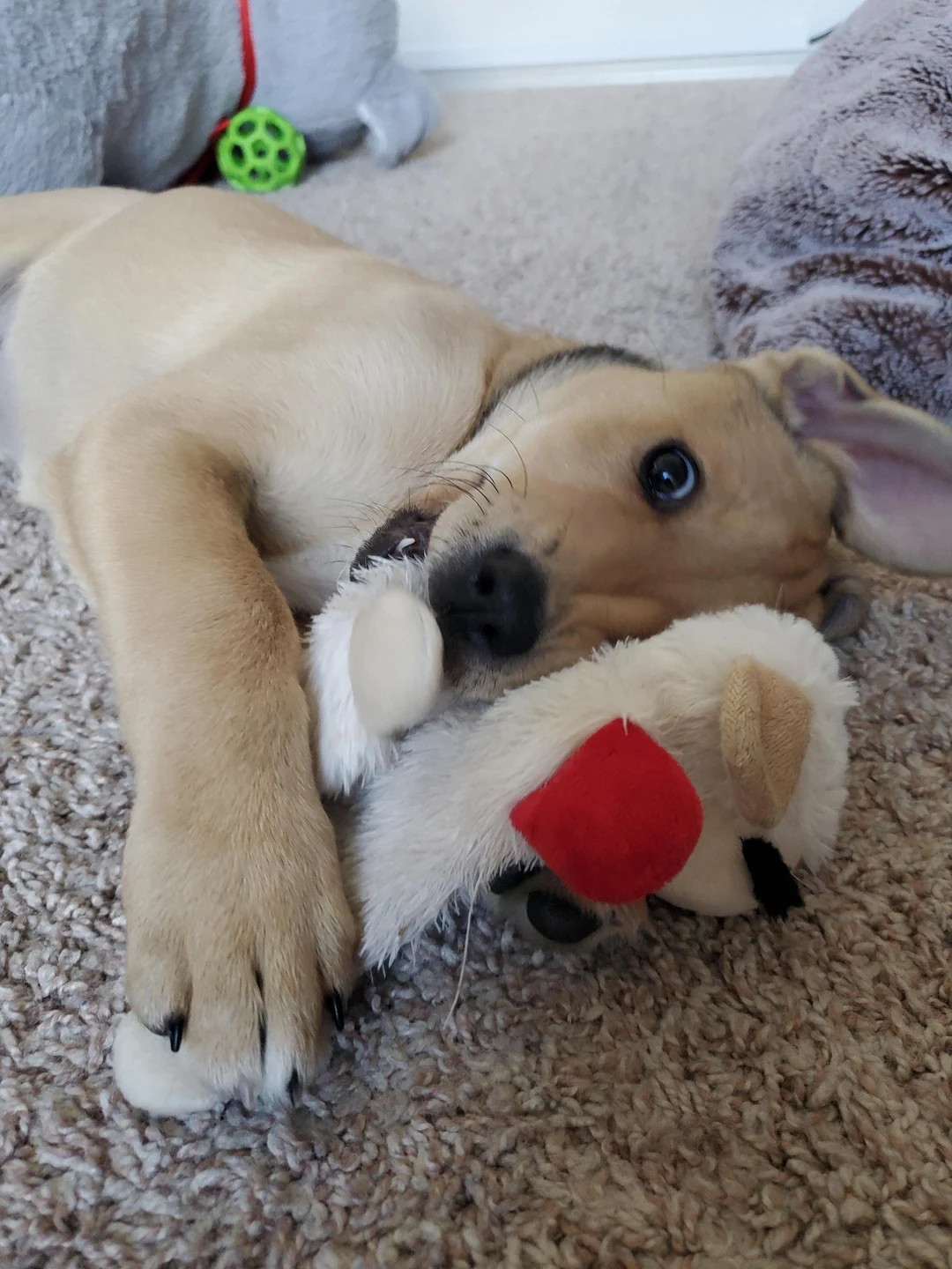 Roux gets very excited about her little lamb | Scrolller