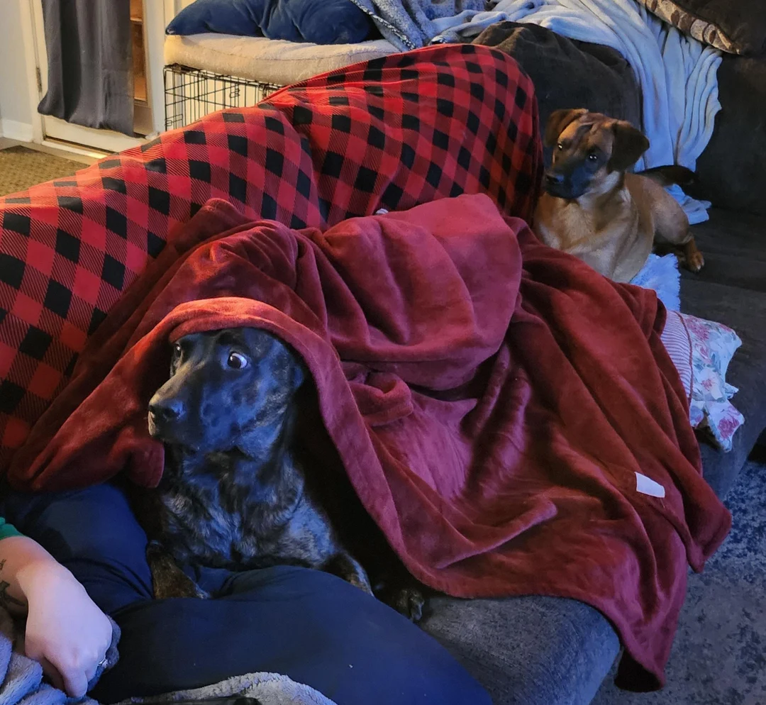 Chloee was alert under the blankets | Scrolller