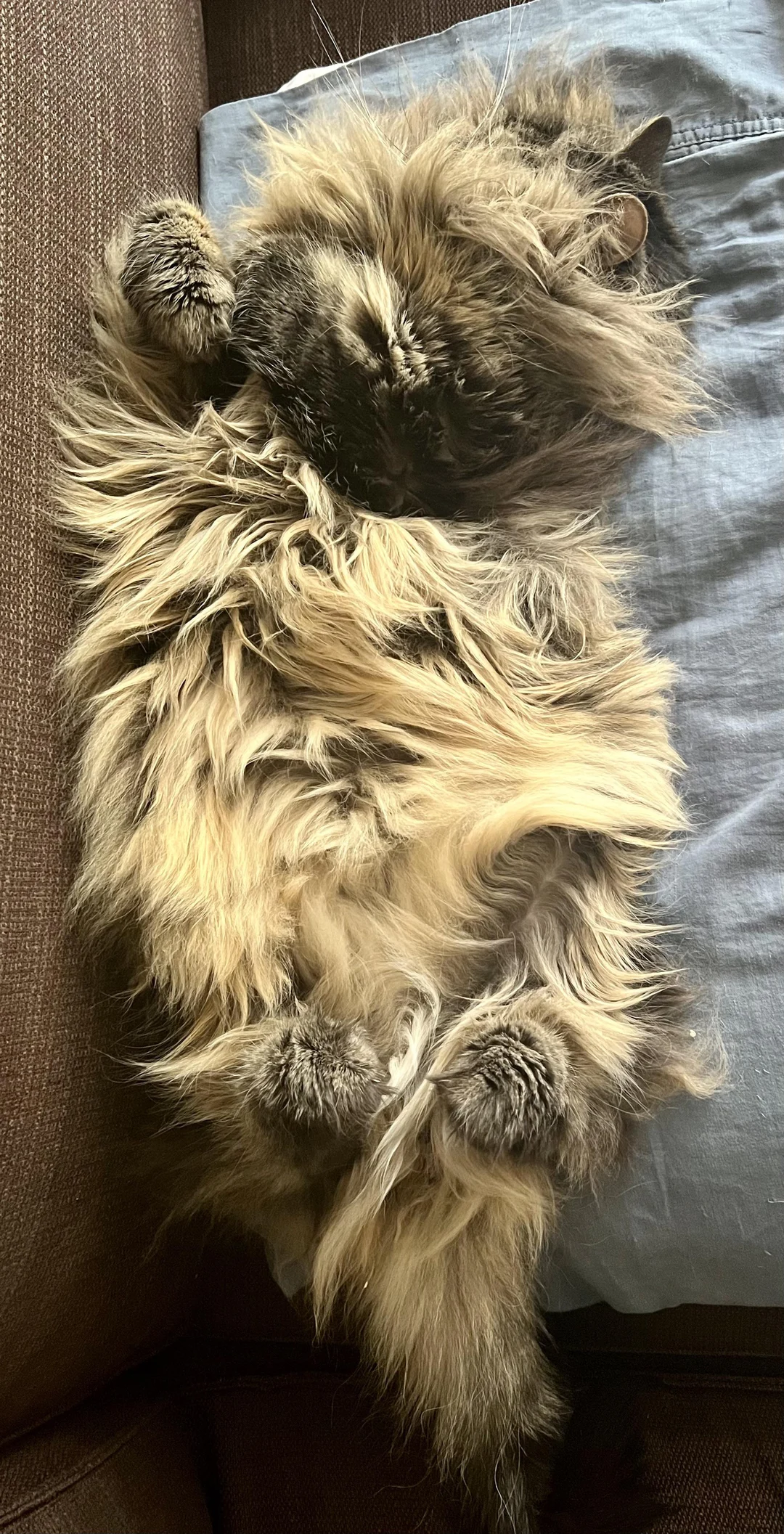 Lili was called a floof? 🐾🤷🏻‍♀️ | Scrolller