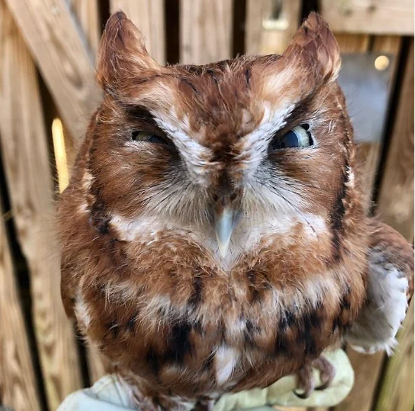 Describe this look. | Scrolller