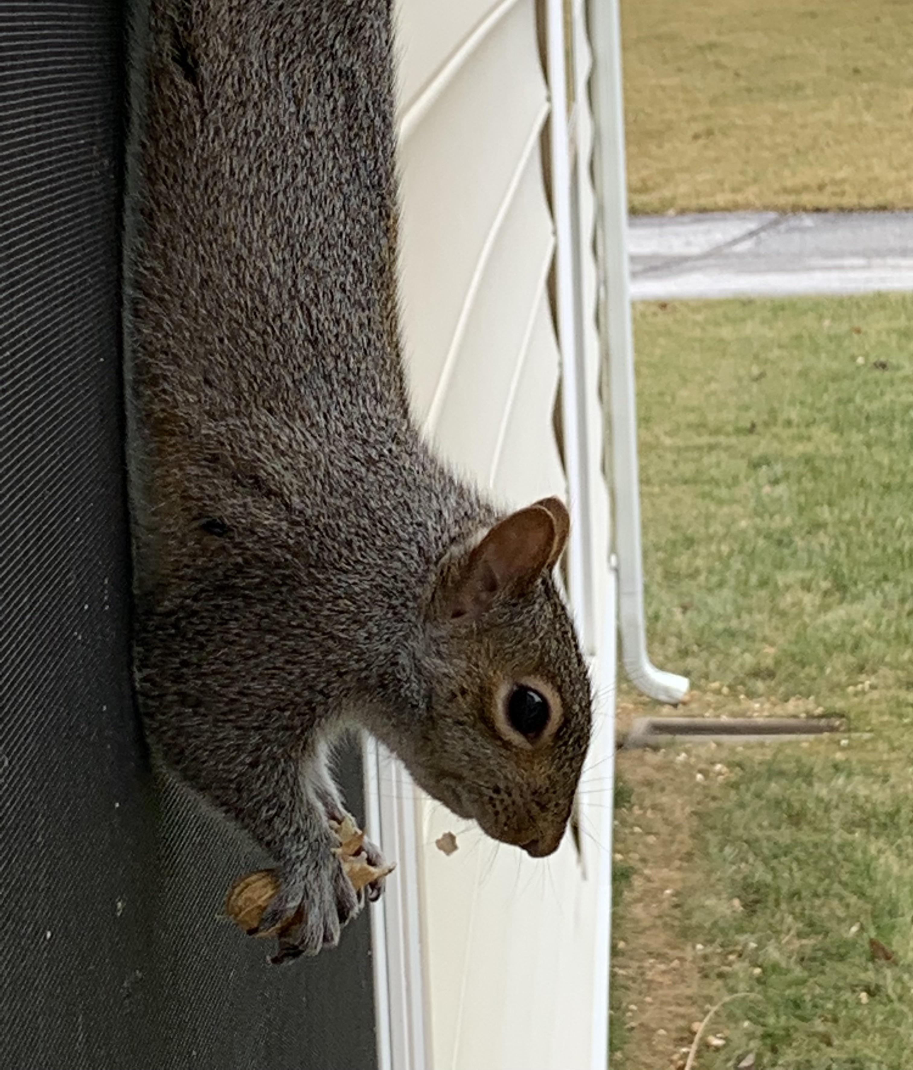 Hanging Around and Eating a Peanut | Scrolller