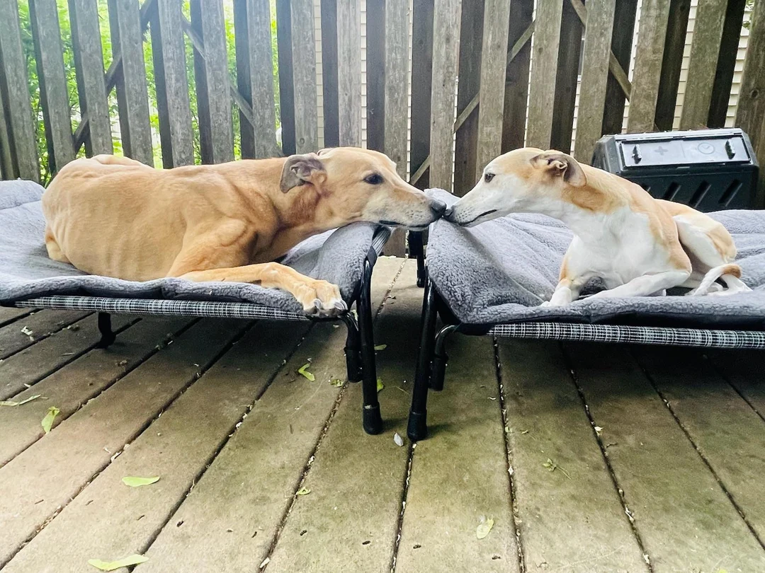 Noodle buddies | Scrolller