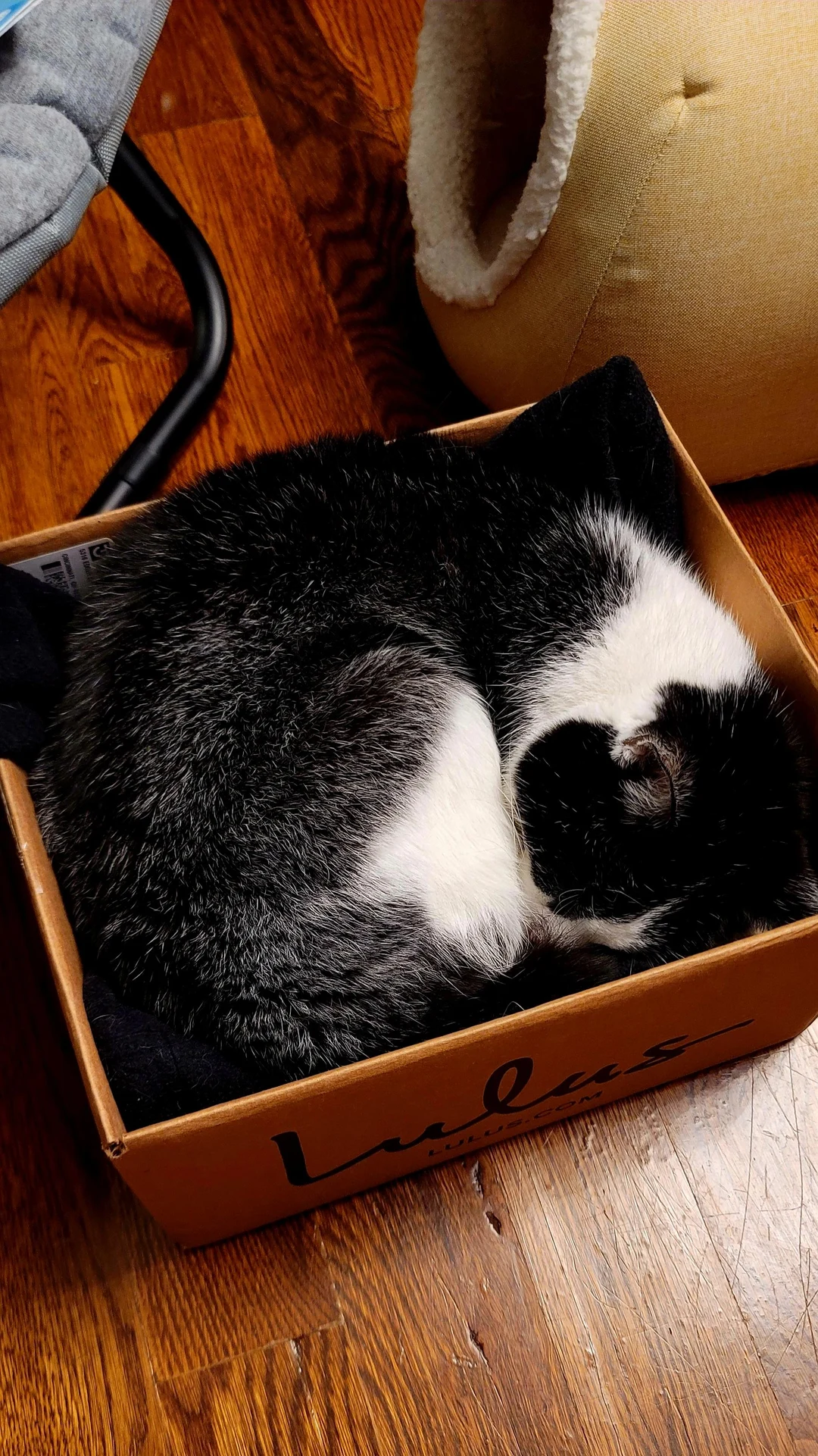 Cat in a box. | Scrolller