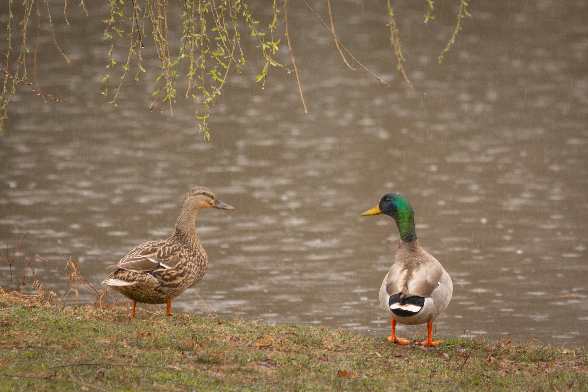 Shall we my dear? Quack! | Scrolller
