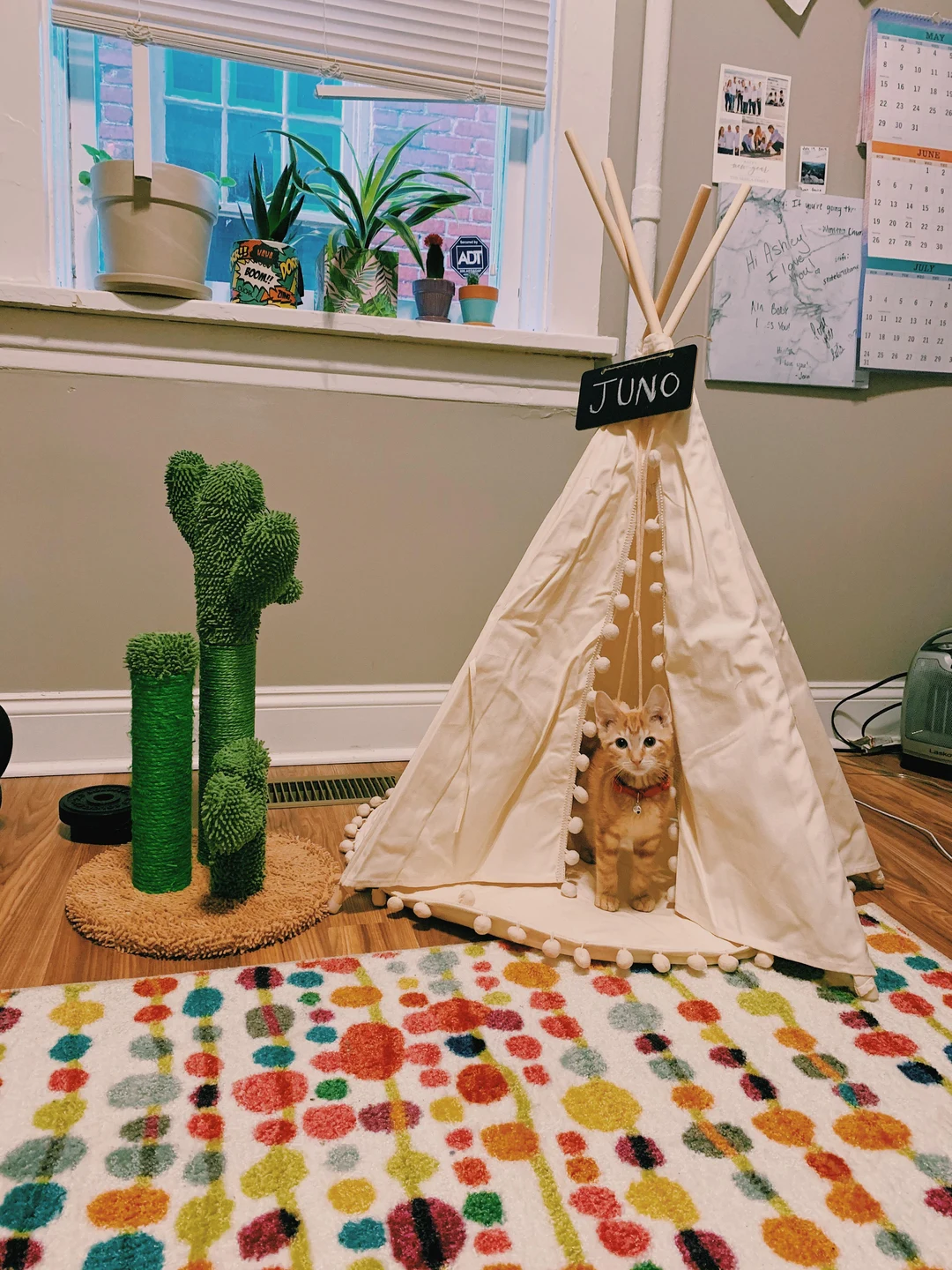 Cozy kitty Juno in his tee pee | Scrolller