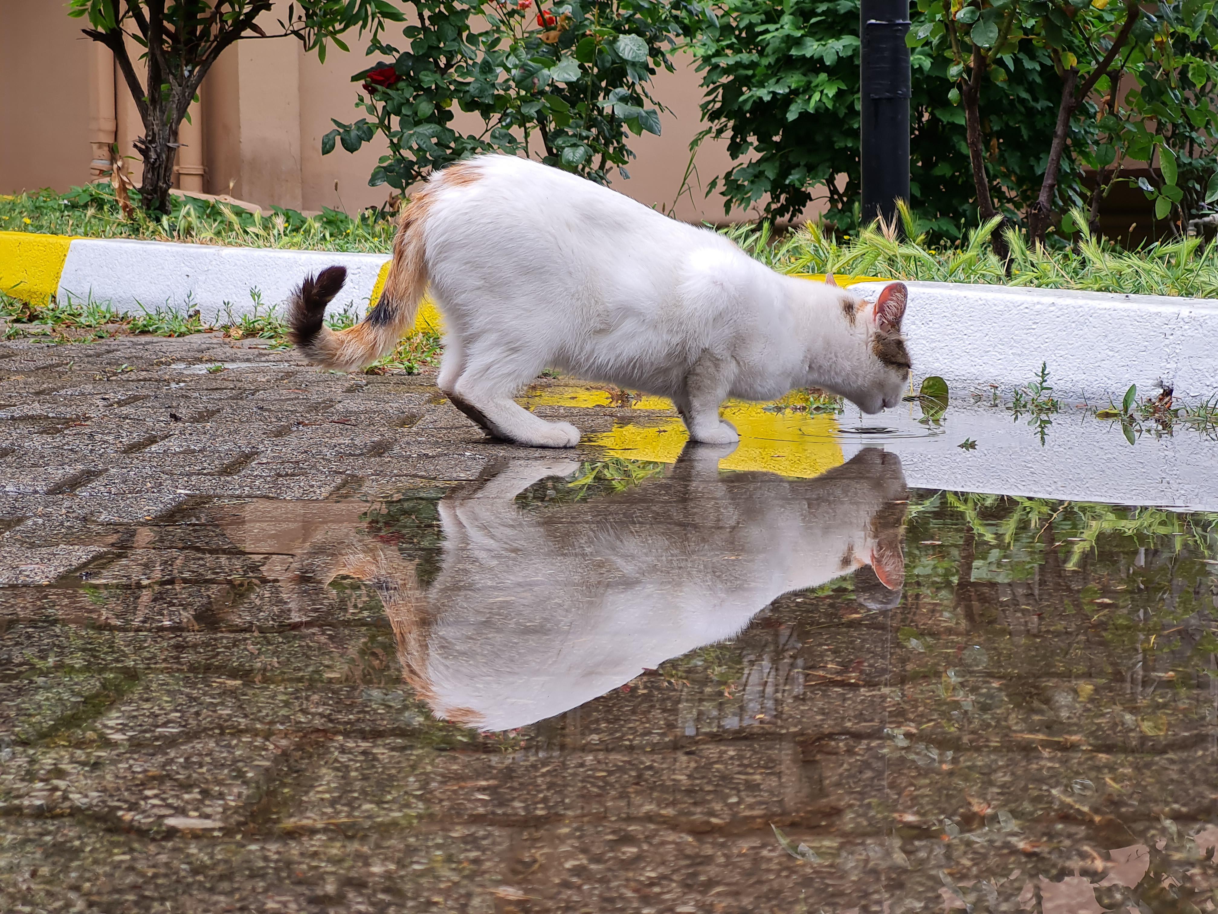 This stray cat drinking water like she is in a painting | Scrolller