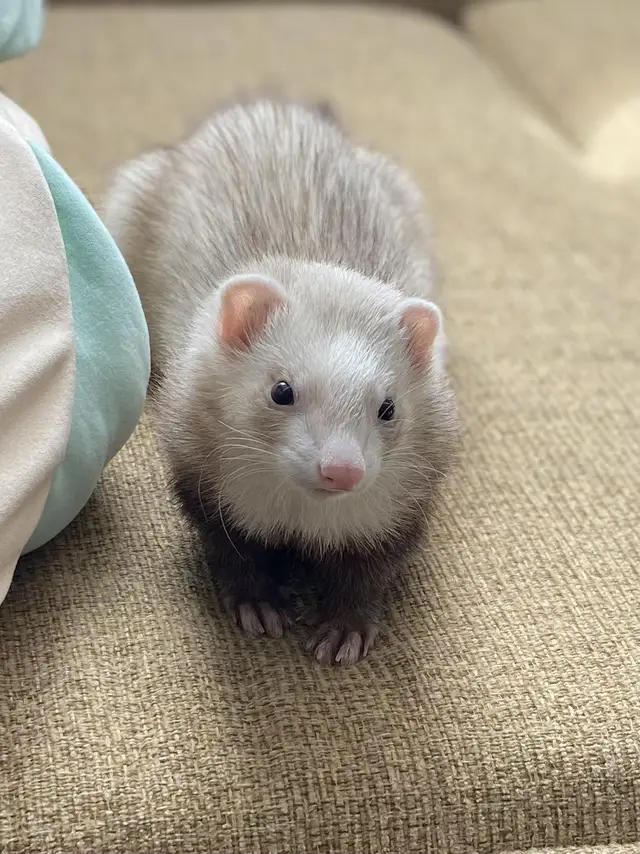 Princess Peachy 👑 | Scrolller