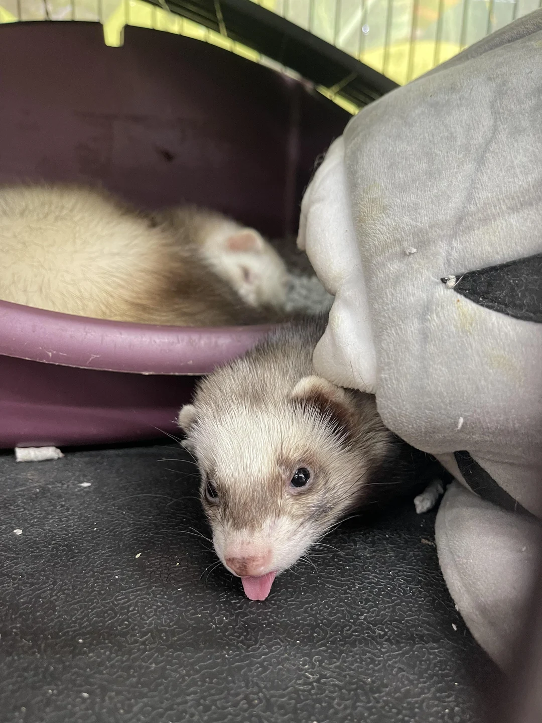 The ultimate BLEP | Scrolller