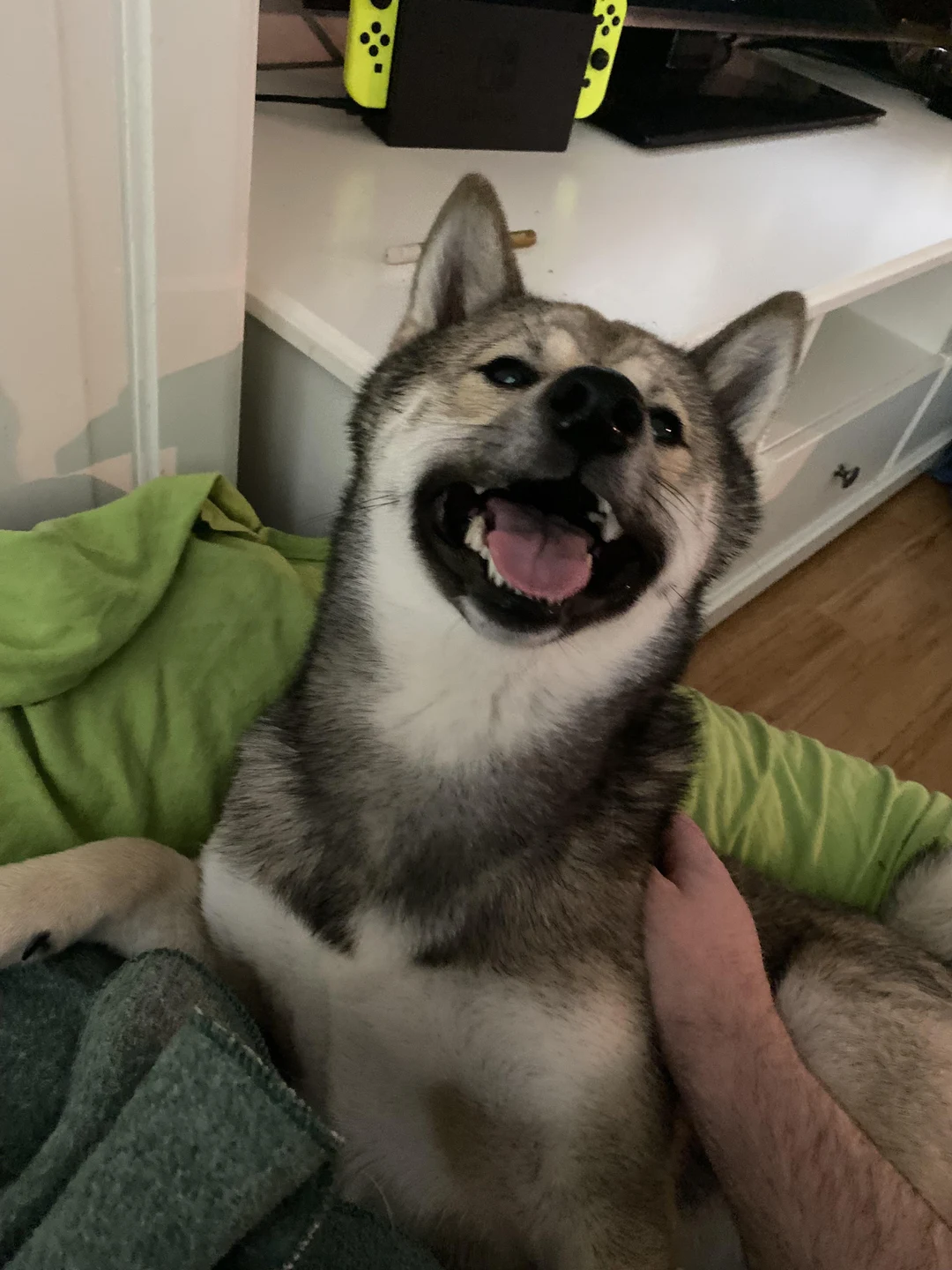 Happy Pup | Scrolller