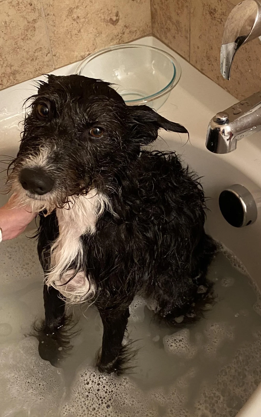 Chile Dislikes Baths | Scrolller