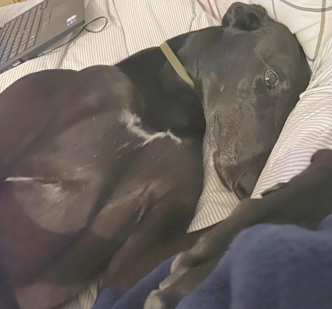 STACKED (Rex) 💪🏻 | Scrolller