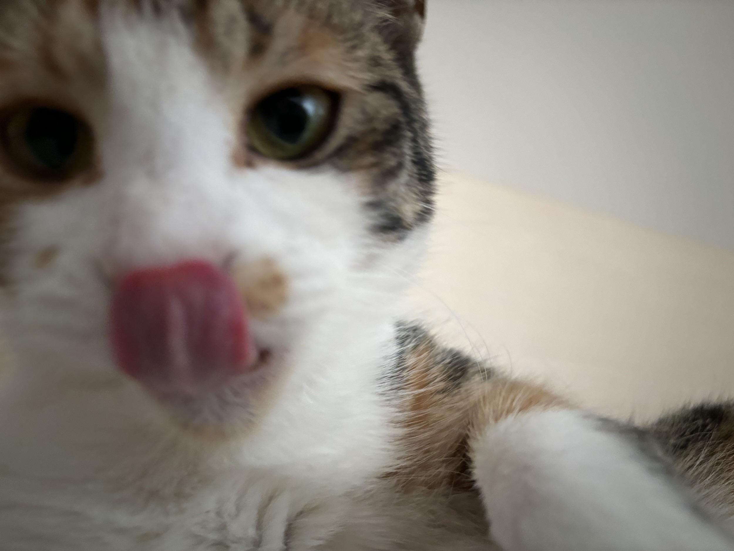 Love that cute blep😍 | Scrolller