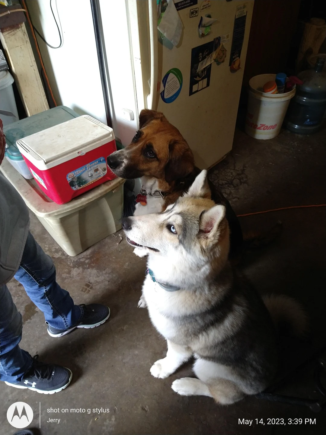 Discover more like Husky: Lily and Fred and Related Content | Scrolller