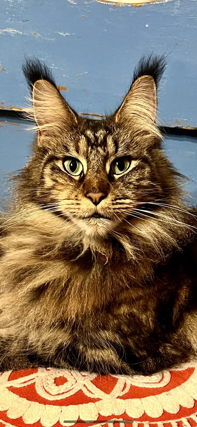 My fluffy supermodel Faye. | Scrolller