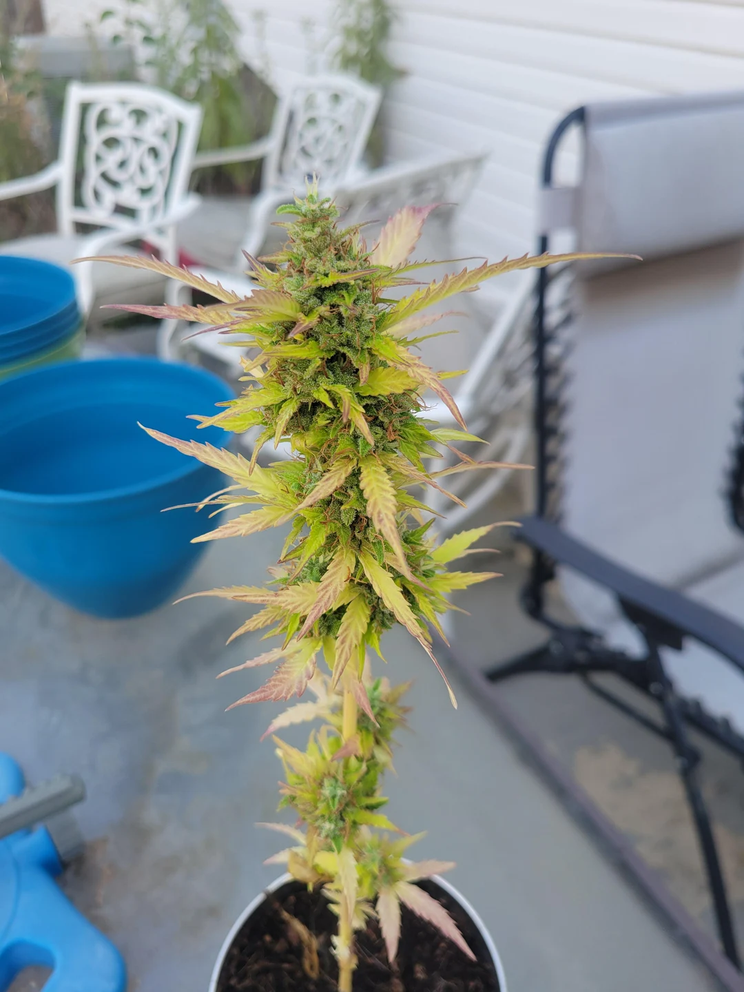 First attempt at growing | Scrolller