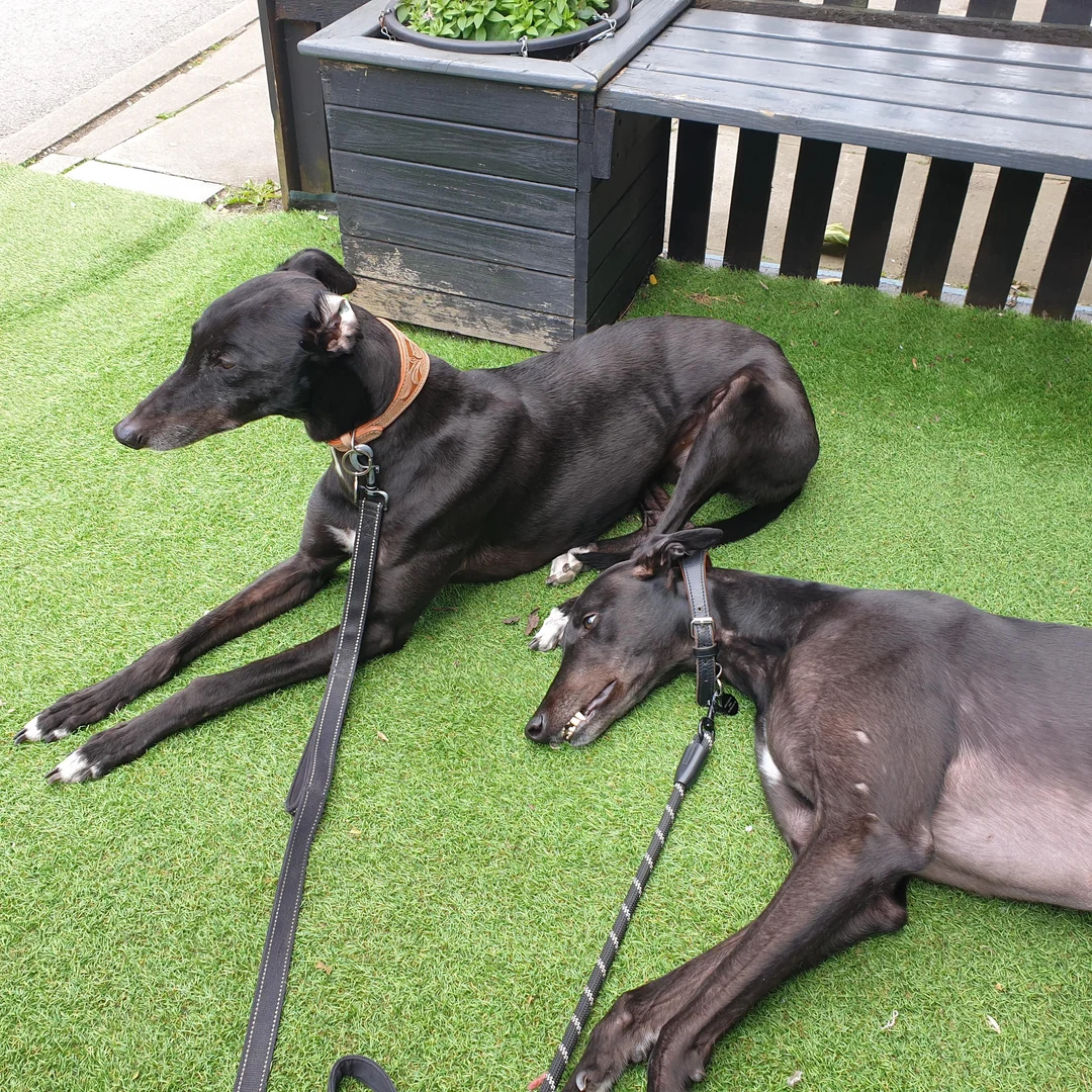 There are two types of greyhounds | Scrolller