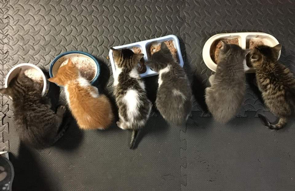 One of our kitten fosters sent us this picture 🥹💙 | Scrolller