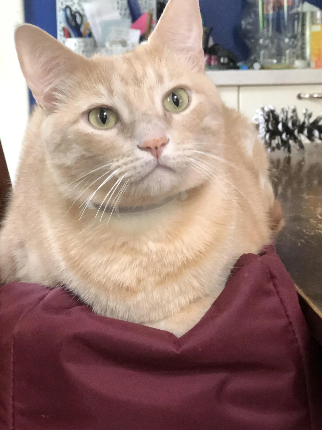 Lewis doing his best loaf. | Scrolller