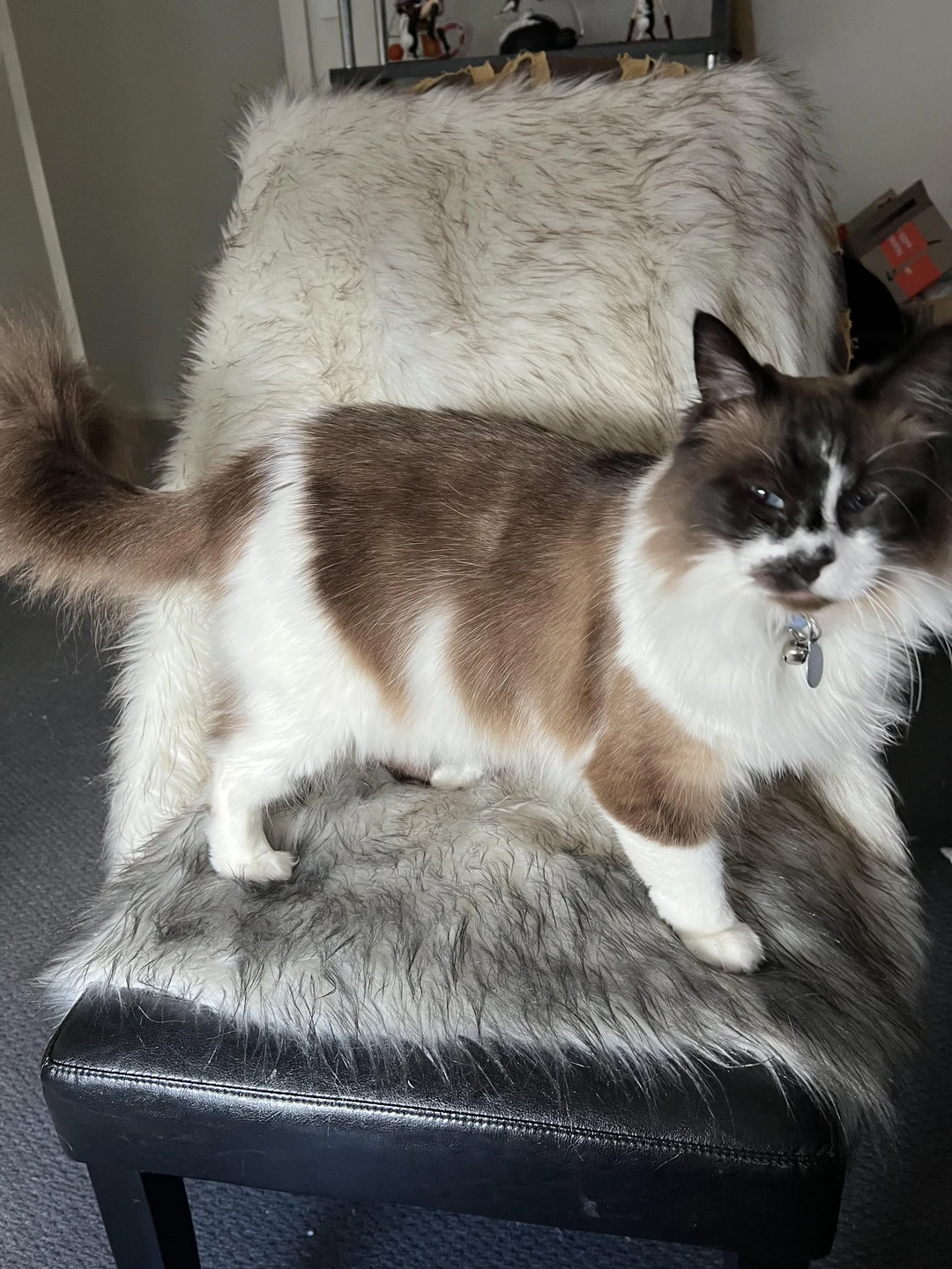 floof on floof | Scrolller