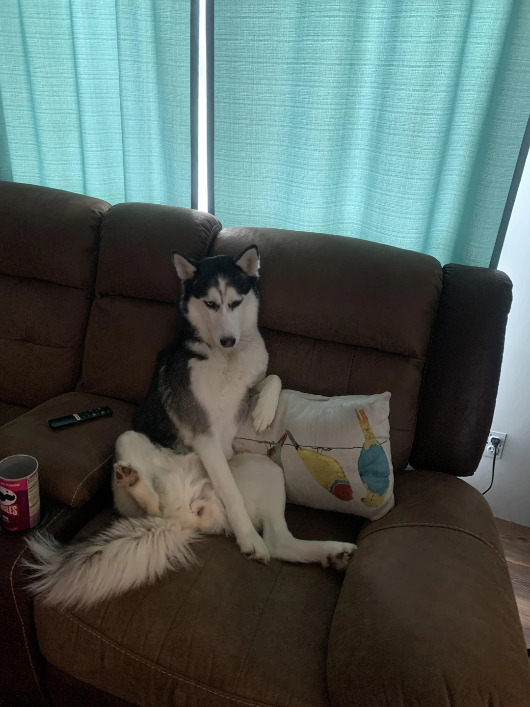 Husky lov | Scrolller