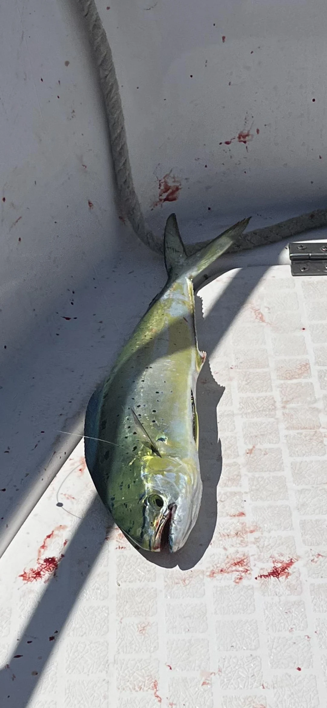 First time fishing - here’s the first fish I caught | Scrolller