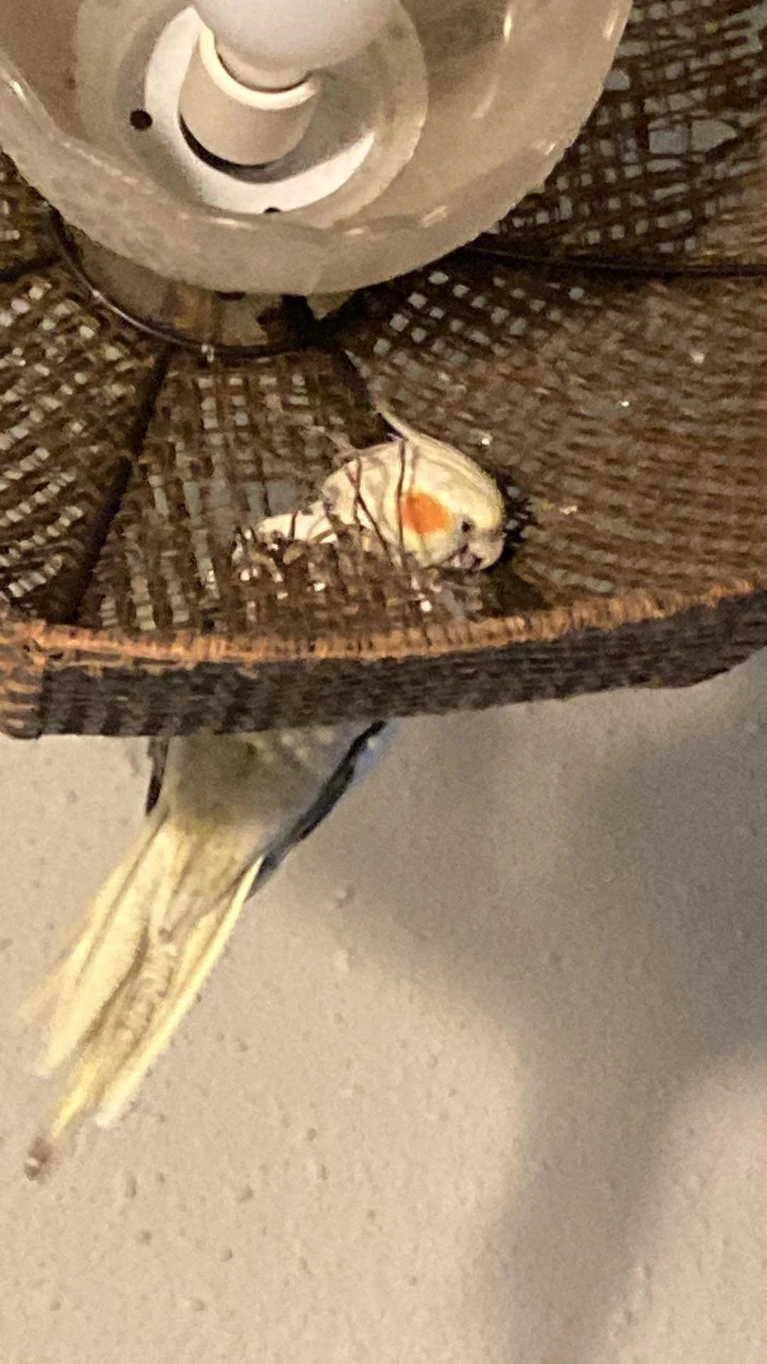 Must destroy wicker 😱 | Scrolller