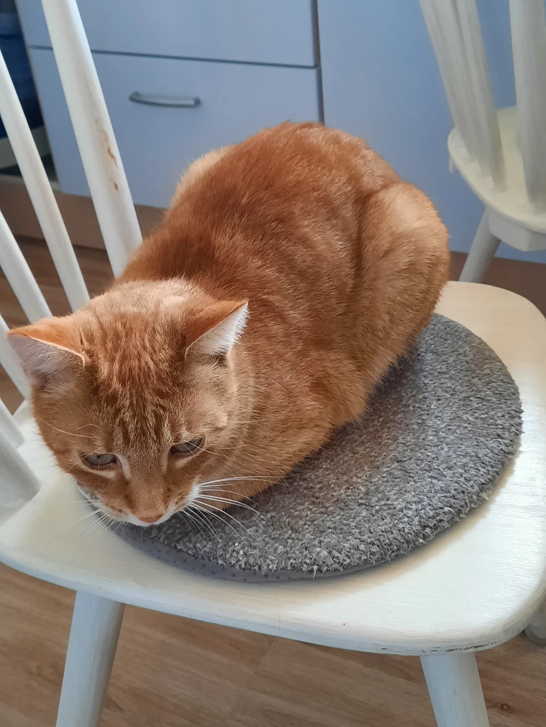 Premium red loaf | Scrolller