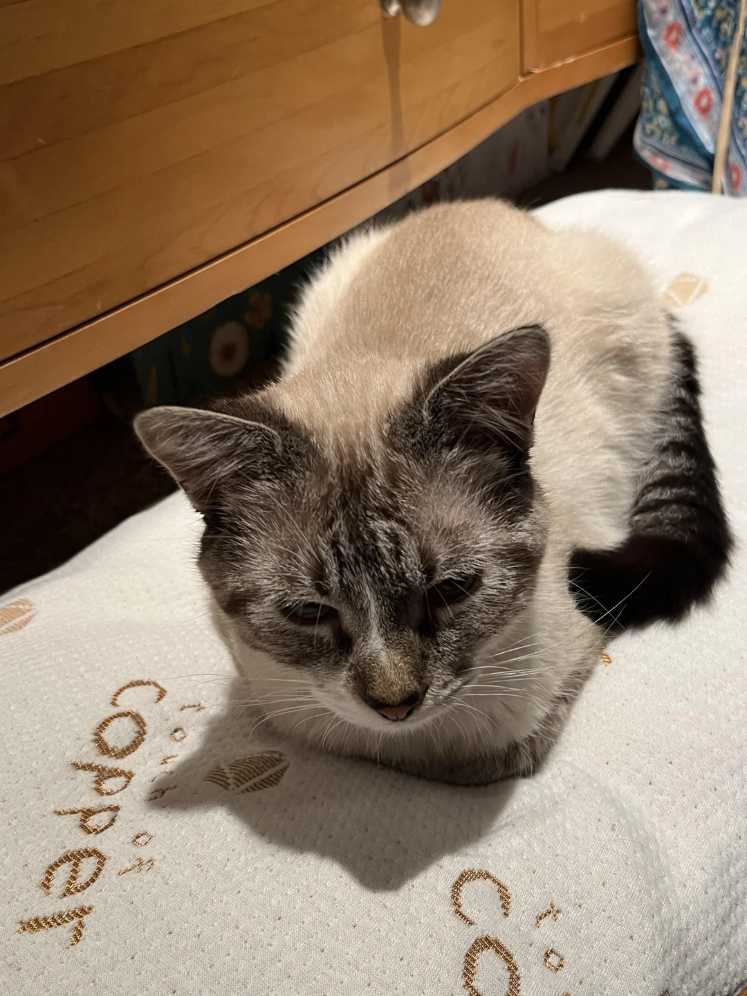 How is my part Siamese kitty’s loaf? | Scrolller